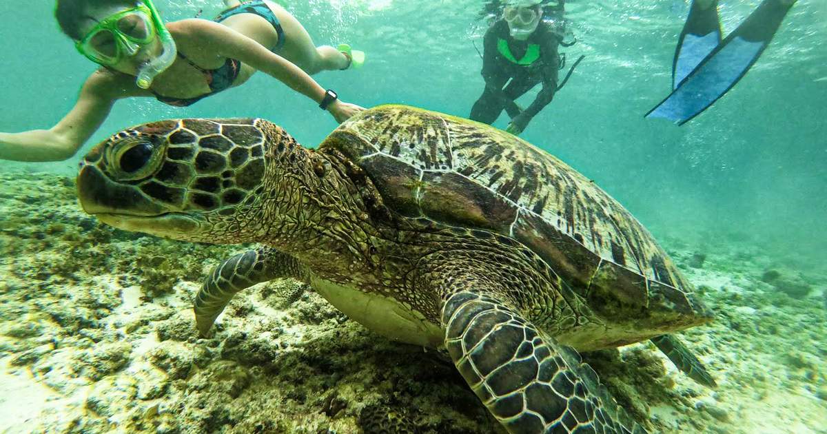 在莫阿爾博阿爾 Moalboal 浮潛觀賞鯨鯊並與沙丁魚一起游泳 Klook香港